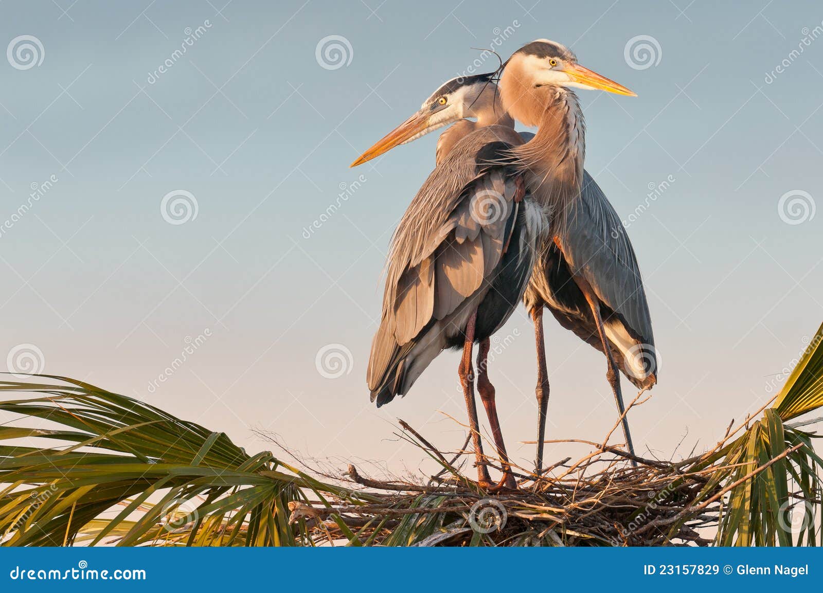 Pair of herons stock image. Image of back, wildlife, wild - 23157829