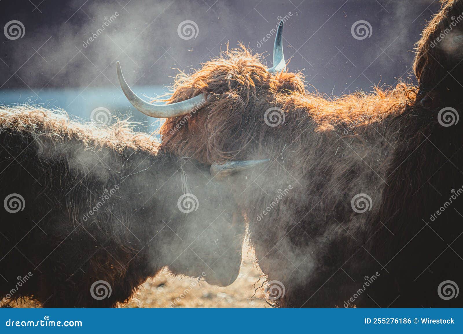 Pair of Highland Cows on a Sunny Rural Field Stock Photo - Image of ...