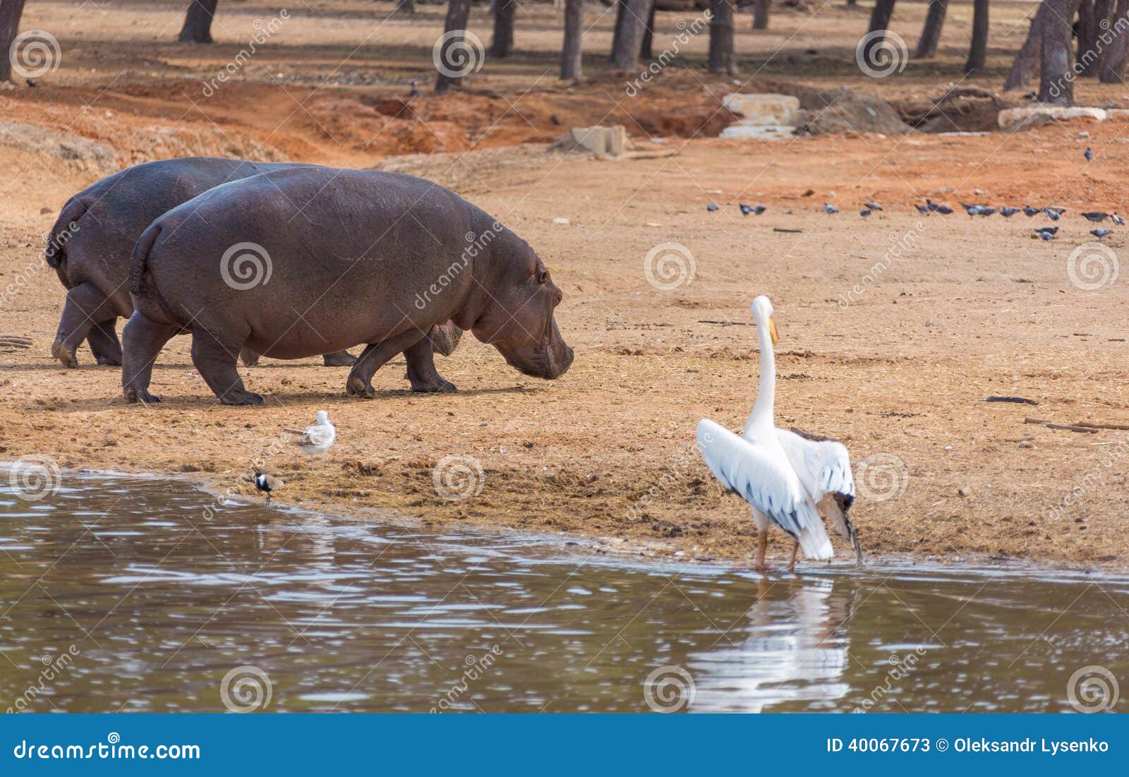 Pair of hippos walking stock image. Image of family, water - 40067673