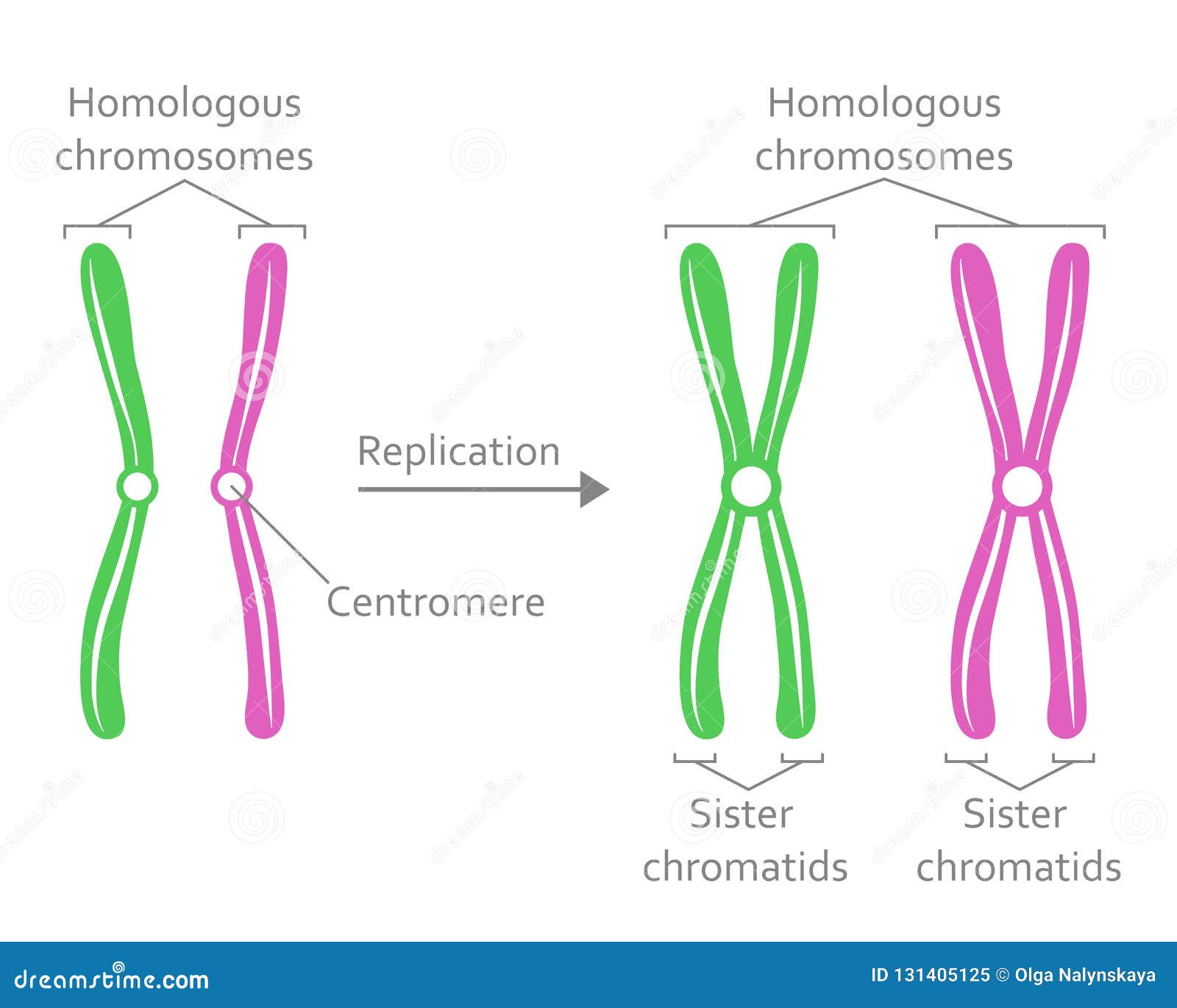 Pair of Homologous Chromosomes Stock Vector - Illustration of ... Pair of Homologous Chromosomes Stock Vector - Illustration of ...