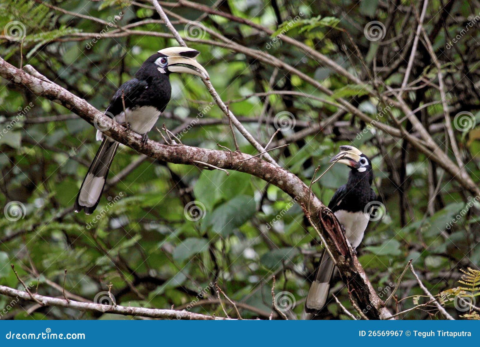 Anthracoceros Marchei, Palawan Hornbill, Is A Rare Endemic Species ...