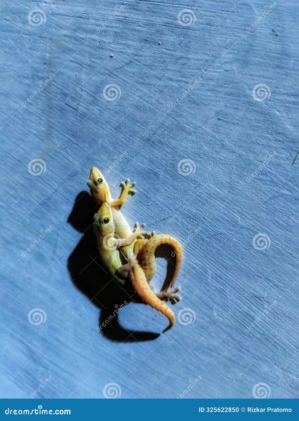 A pair of house lizards stock photo. Image of house - 325622850