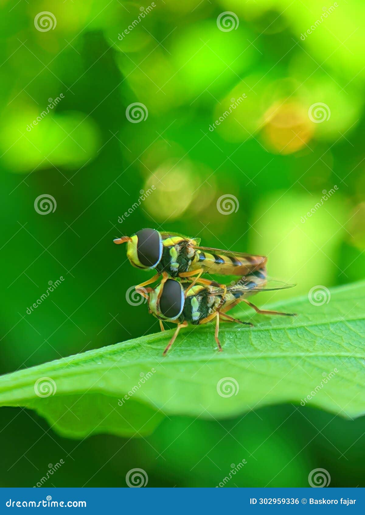 Two Flies Were Making Out On The Texture Of A Leaf Royalty-Free Stock ...