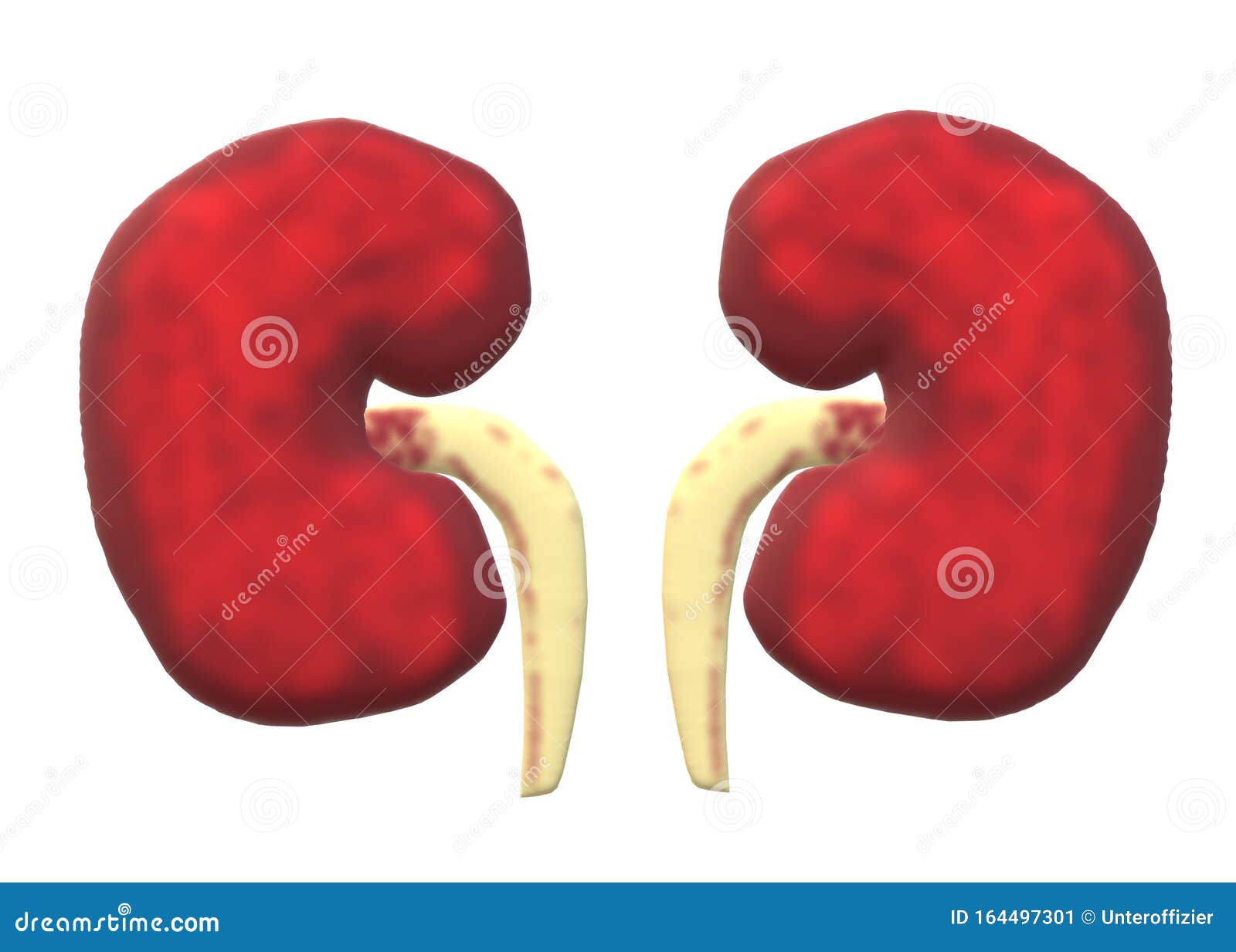 Pair Of Kidneys. Human Organ. Vector Illustration In Flat Cartoon Style ...