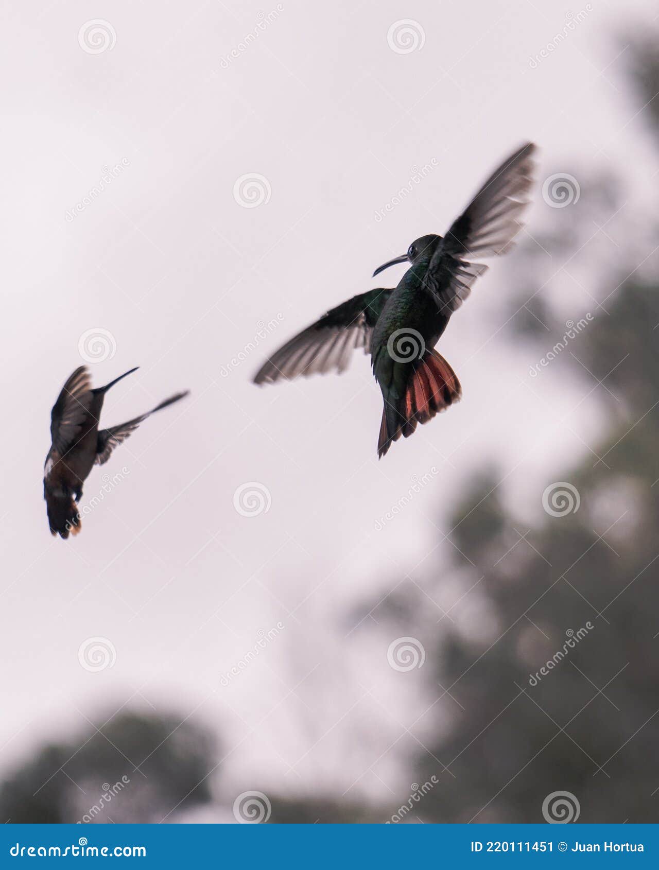 A Pair of Hummingbirds Flying Stock Image - Image of sparrow, territory ...