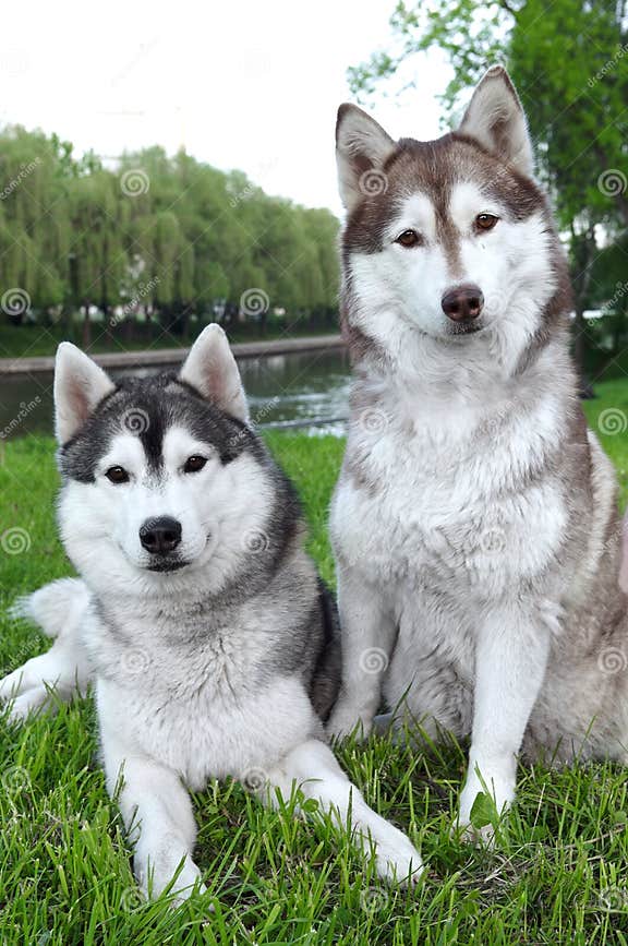 Pair of Husky Dogs Outdoors Stock Photo - Image of pair, beautiful ...