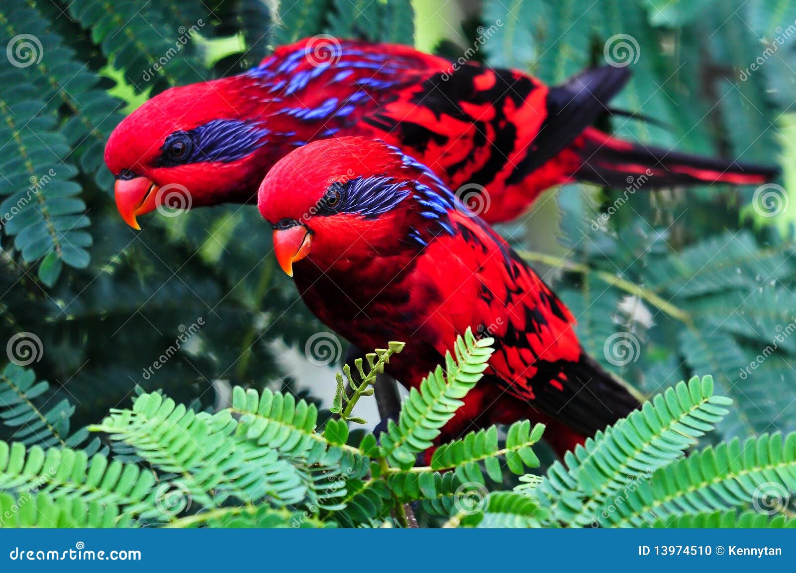 A Pair of Identical Red Birds (lories) Stock Photo - Image of lory, relationship: 13974510