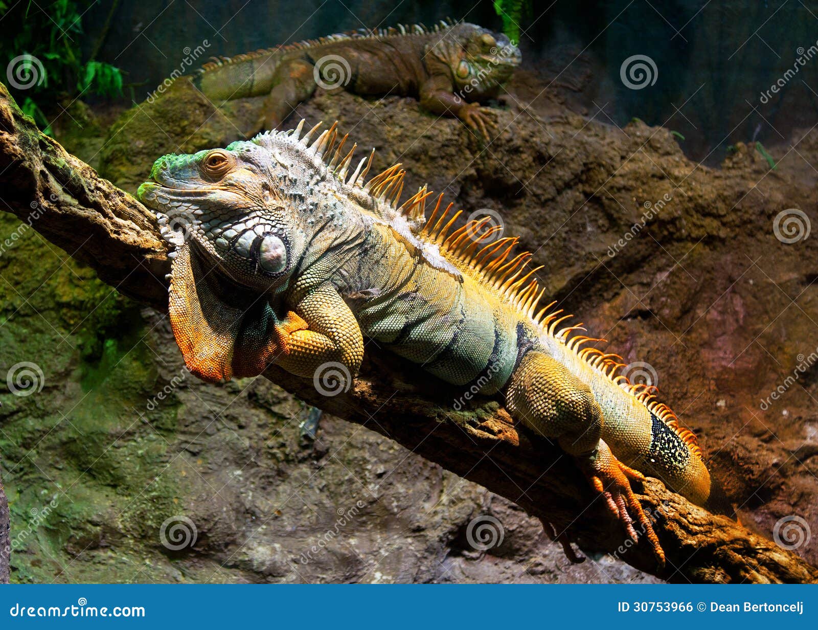 Pair of iguanas stock photo. Image of spines, lesser - 30753966
