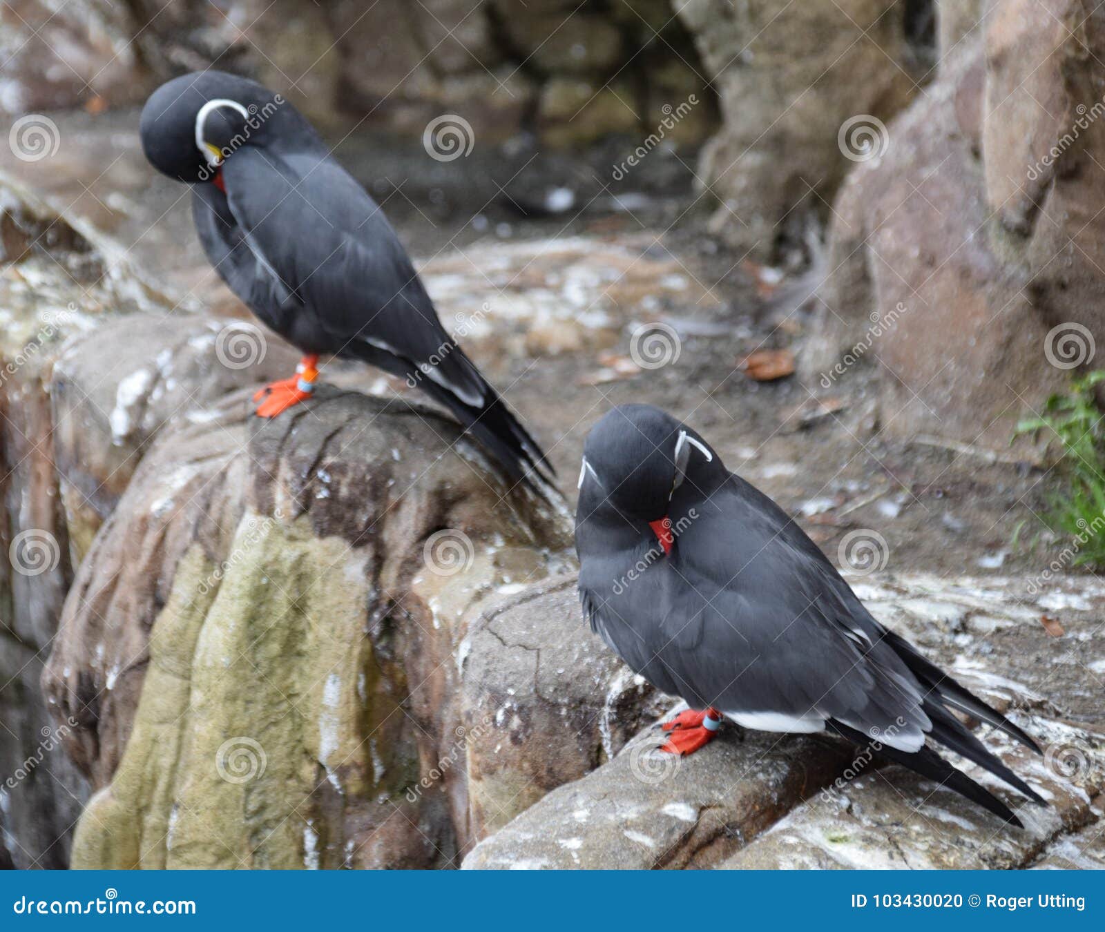 Inca Terns stock photo. Image of tern, larosterna, nature - 103430020