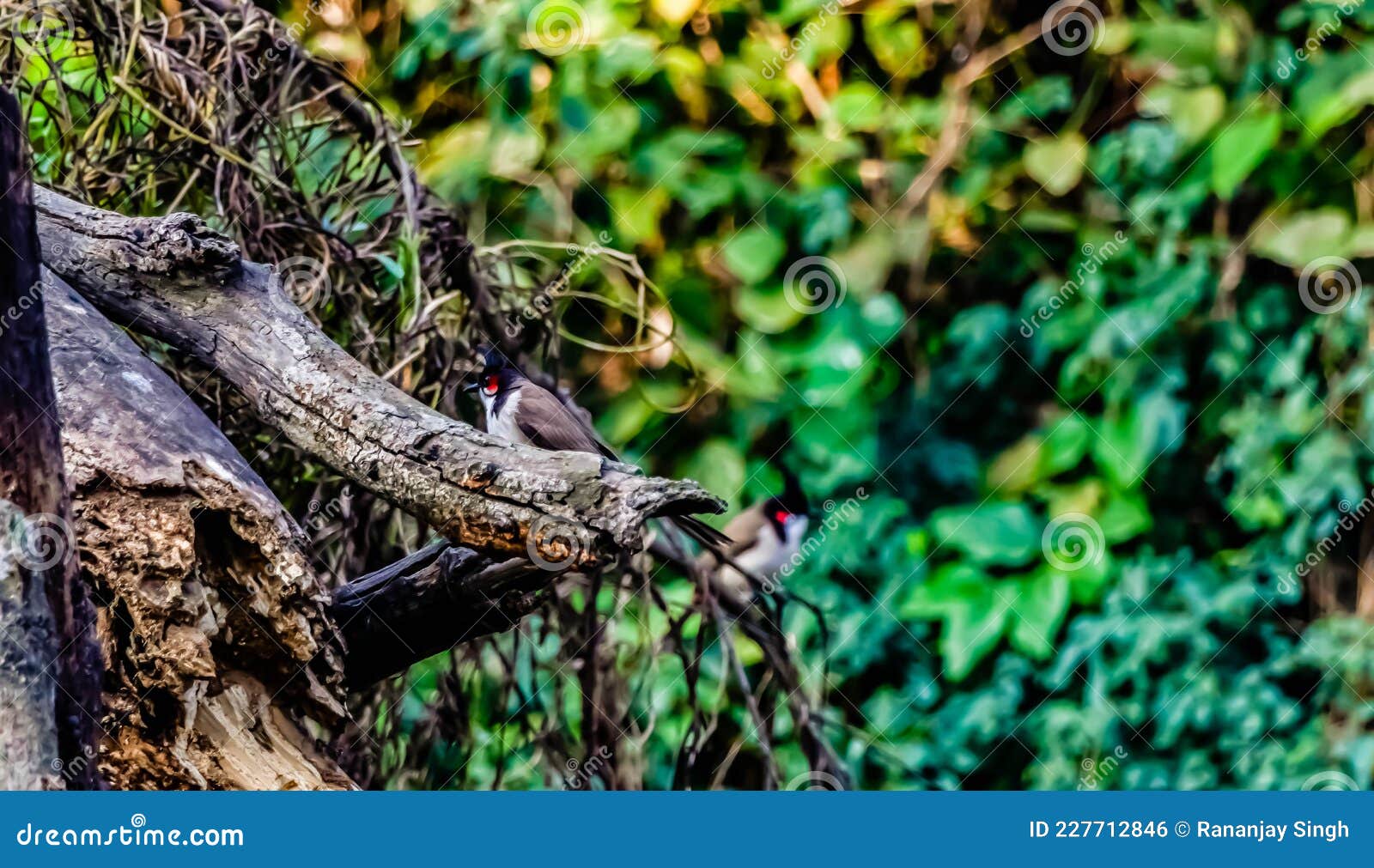 A Pair of Indian Nightingale Birds Hopping Around in the Wild Stock ...