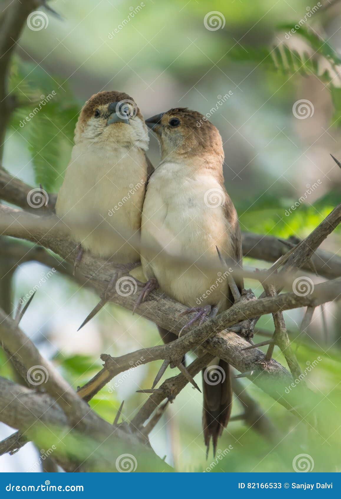 Indian Silverbill, Euodice Malabarica, Hampi, Karnataka, India Stock ...
