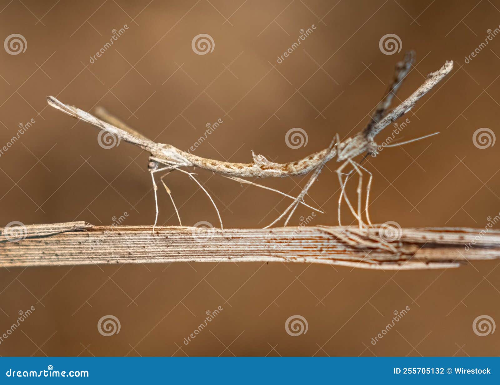 A Pair of mating insects stock photo. Image of animals - 255705132