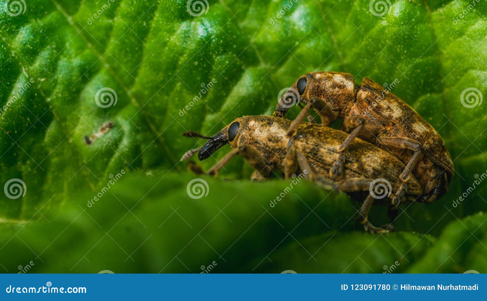 Pair of Insects Making Love Stock Photo - Image of macro, leaf: 123091780