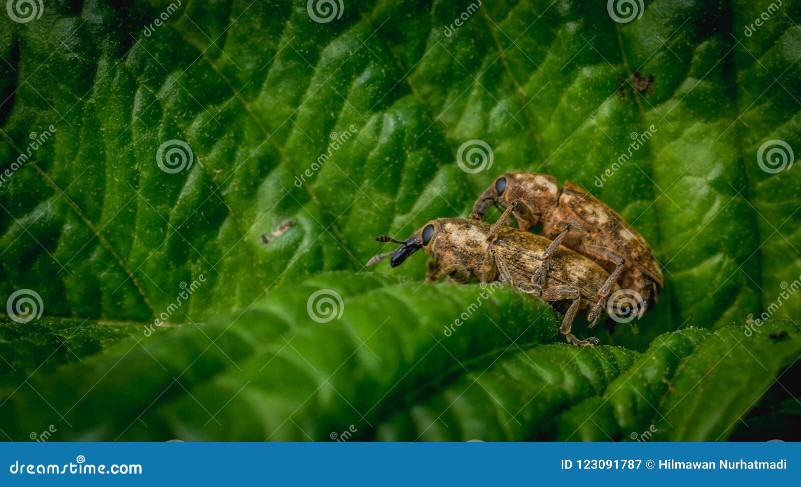Pair of Insects Making Love Stock Image - Image of insects, bugs: 123091787