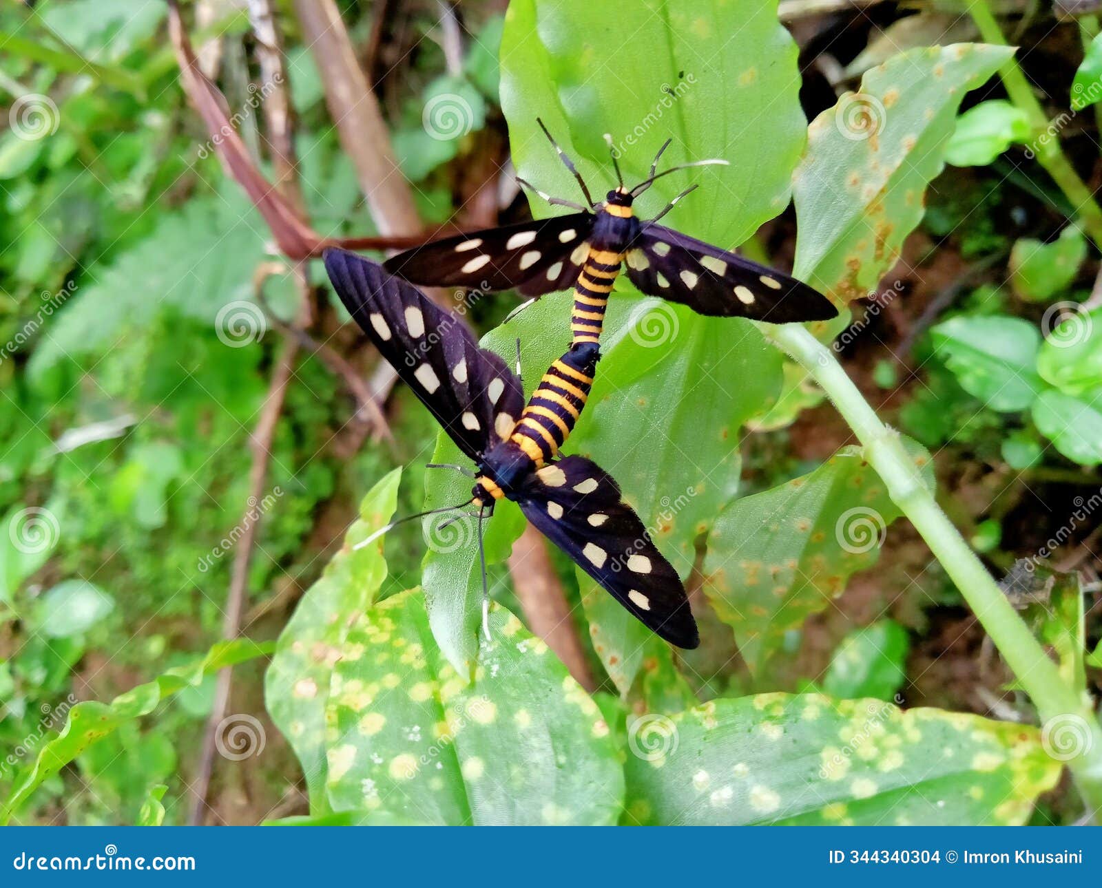 A Pair of Insects in the Process of Reproducing Stock Photo - Image of ...