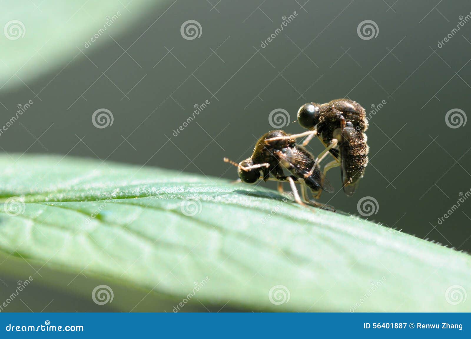A pair of insects stock image. Image of hold, love, insect - 56401887