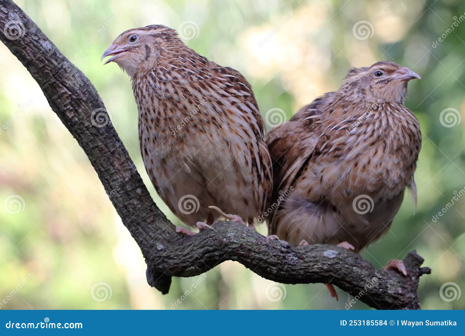 A Pair of Japanese Quails are Perched on a Dry Tree Branch. Stock Photo ...