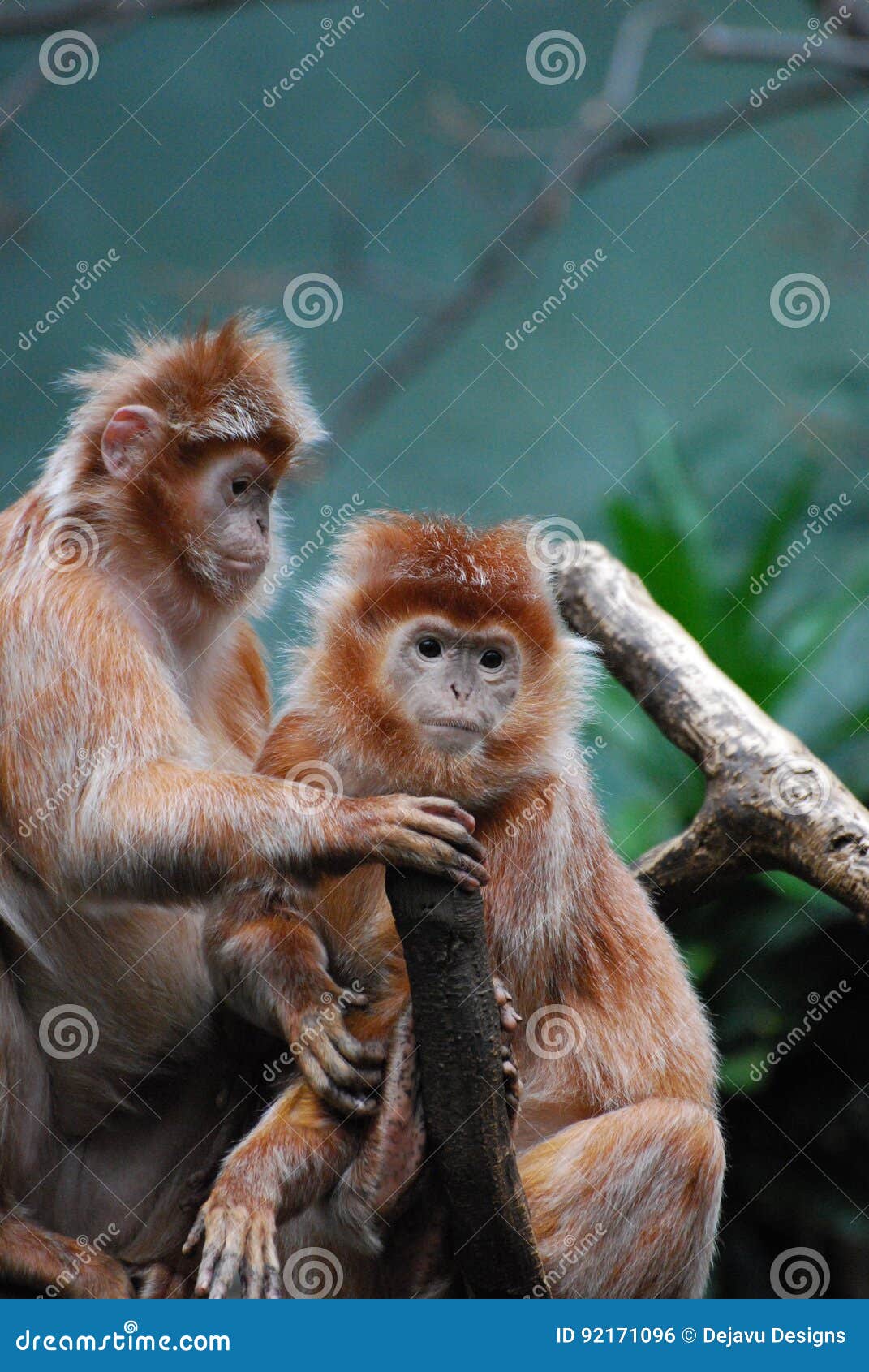 Pair of Javan Langur Monkeys Sitting Together Stock Photo - Image of ...
