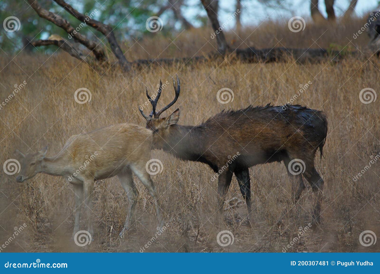 A Pair of Javan Rusa in the Thicket Stock Image - Image of horns, deer ...