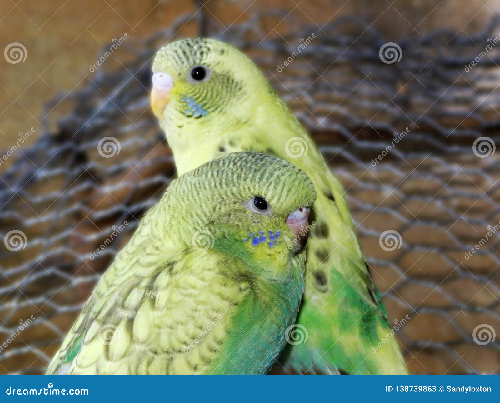 Pair of Juvenile Budgies Cuddling. Stock Image - Image of budgerigars ...