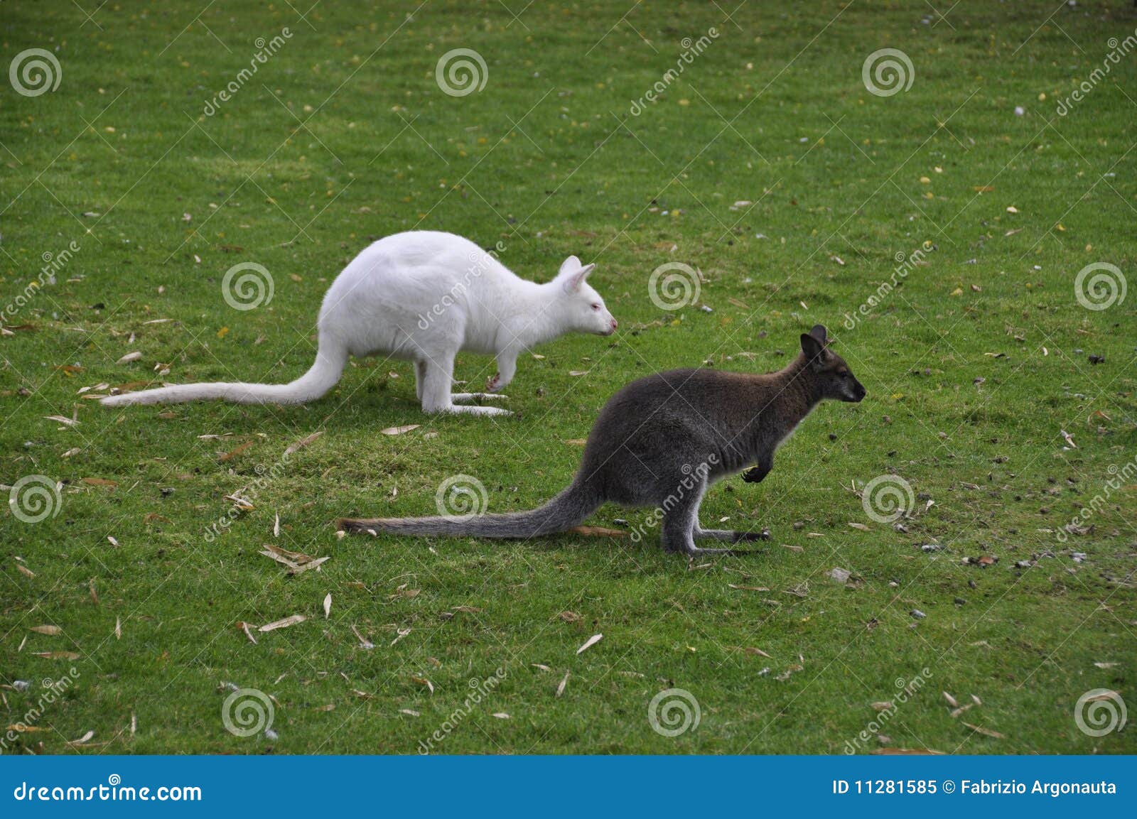 Pair of Kangaroos stock image. Image of tail, wildlife - 11281585