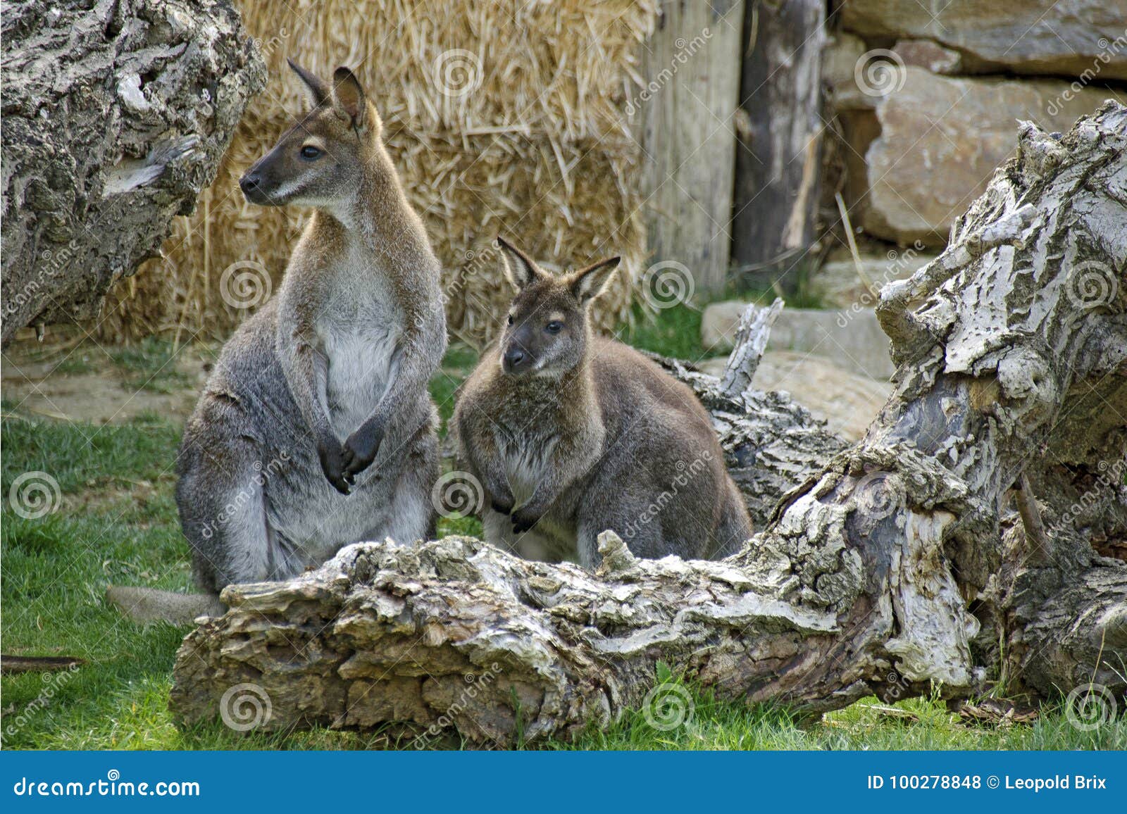 Decumbent Stem Stock Photos - Free & Royalty-Free Stock Photos from ...