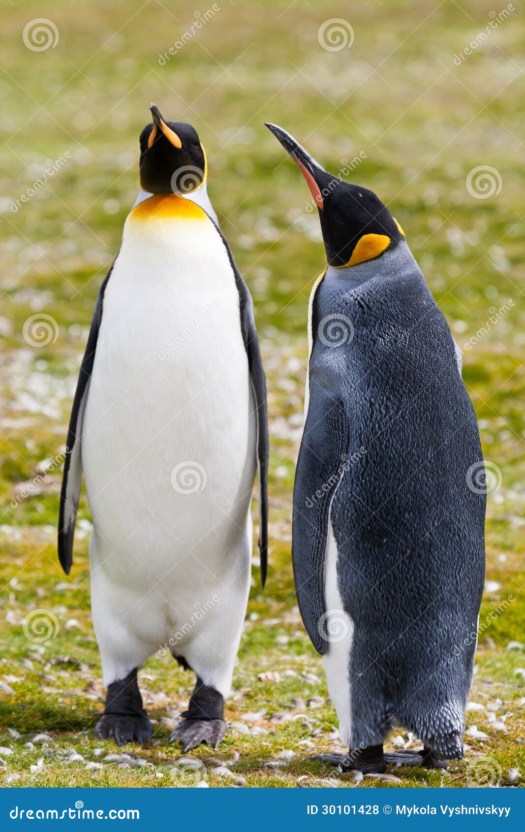 Two king penguins stays stock photo. Image of aptenodytes - 30101428