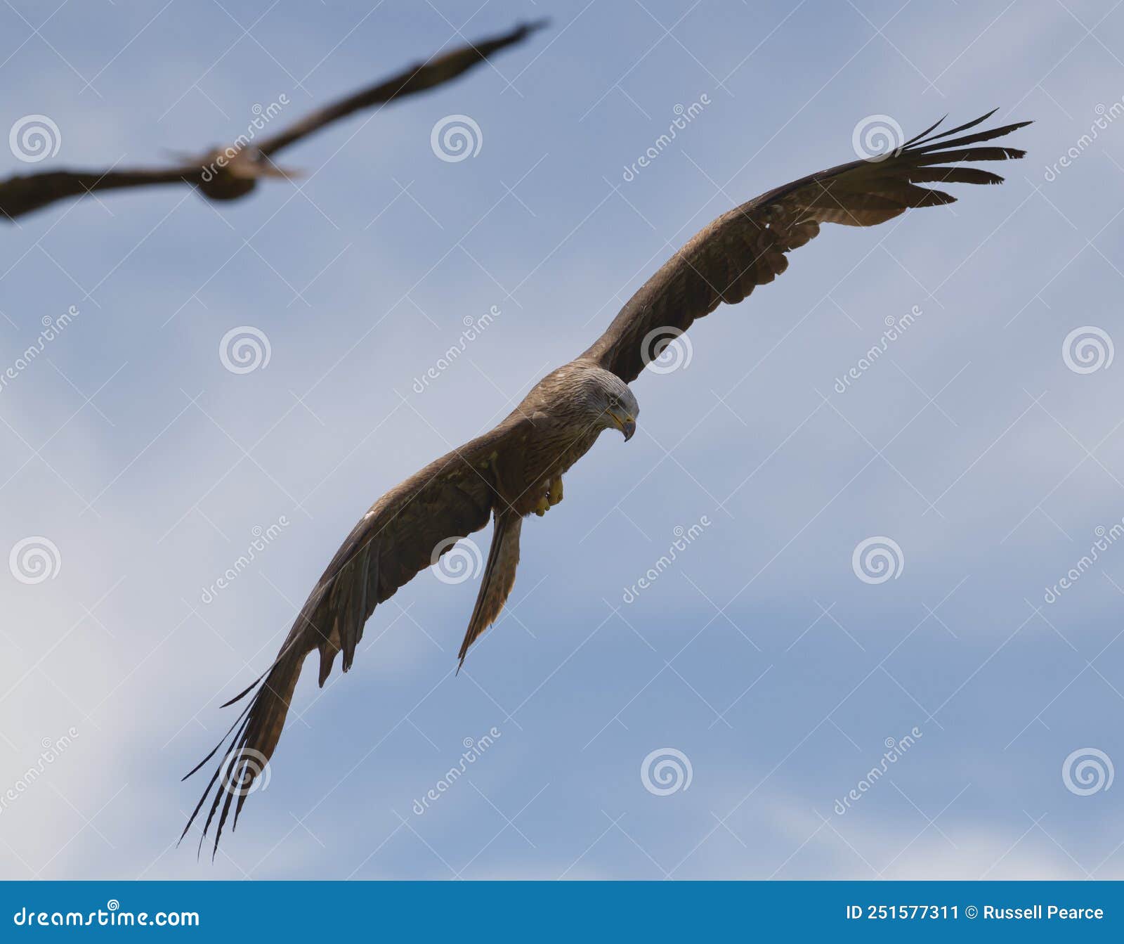 Pair of Kites Raptor Bird Flying Over a Sunny Sky Stock Image - Image ...