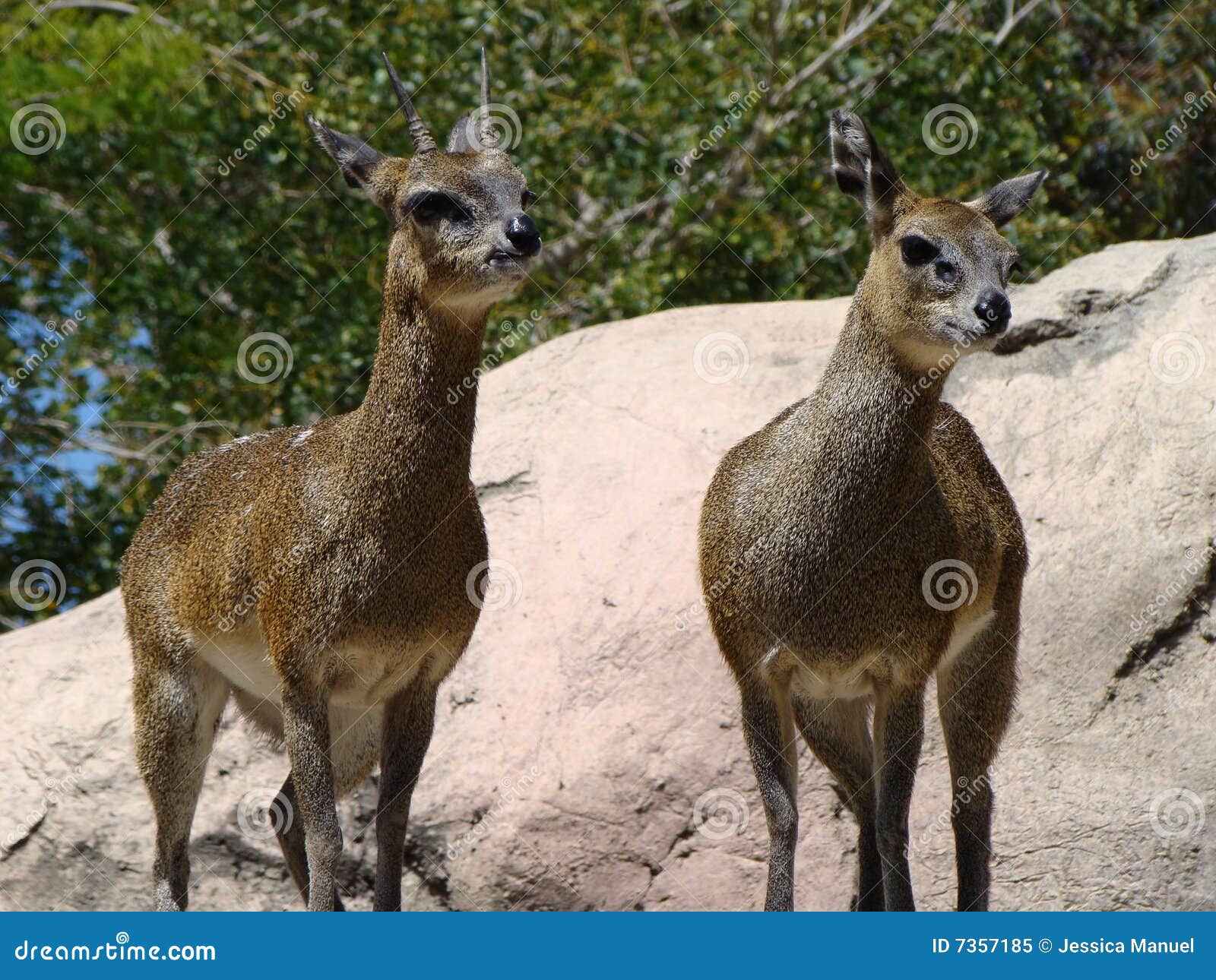 Pair of Klipspringers stock image. Image of mammal, trees - 7357185