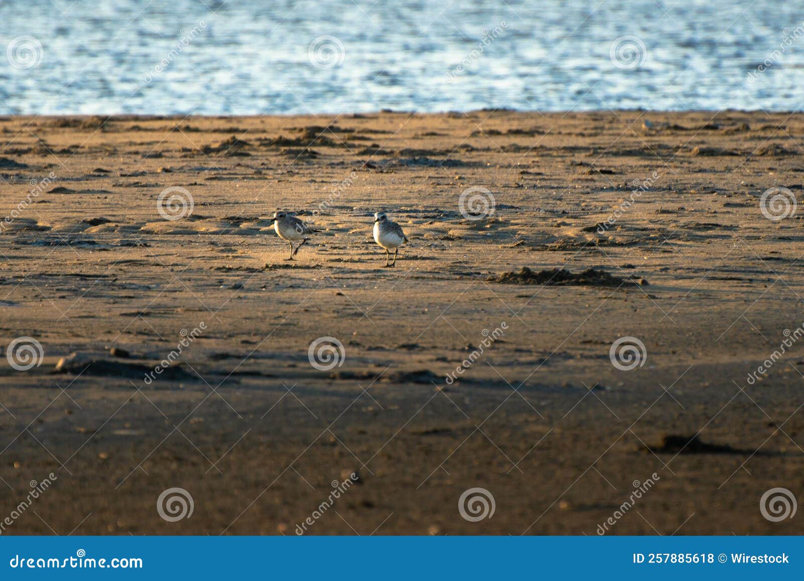 Pair of Knots Walking on a Sandy Beach Stock Photo - Image of daytime ...