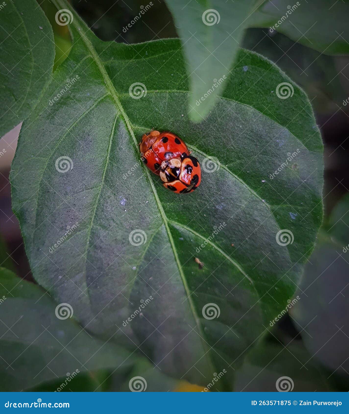 A pair of ladybug insects. stock image. Image of ladybug - 263571875
