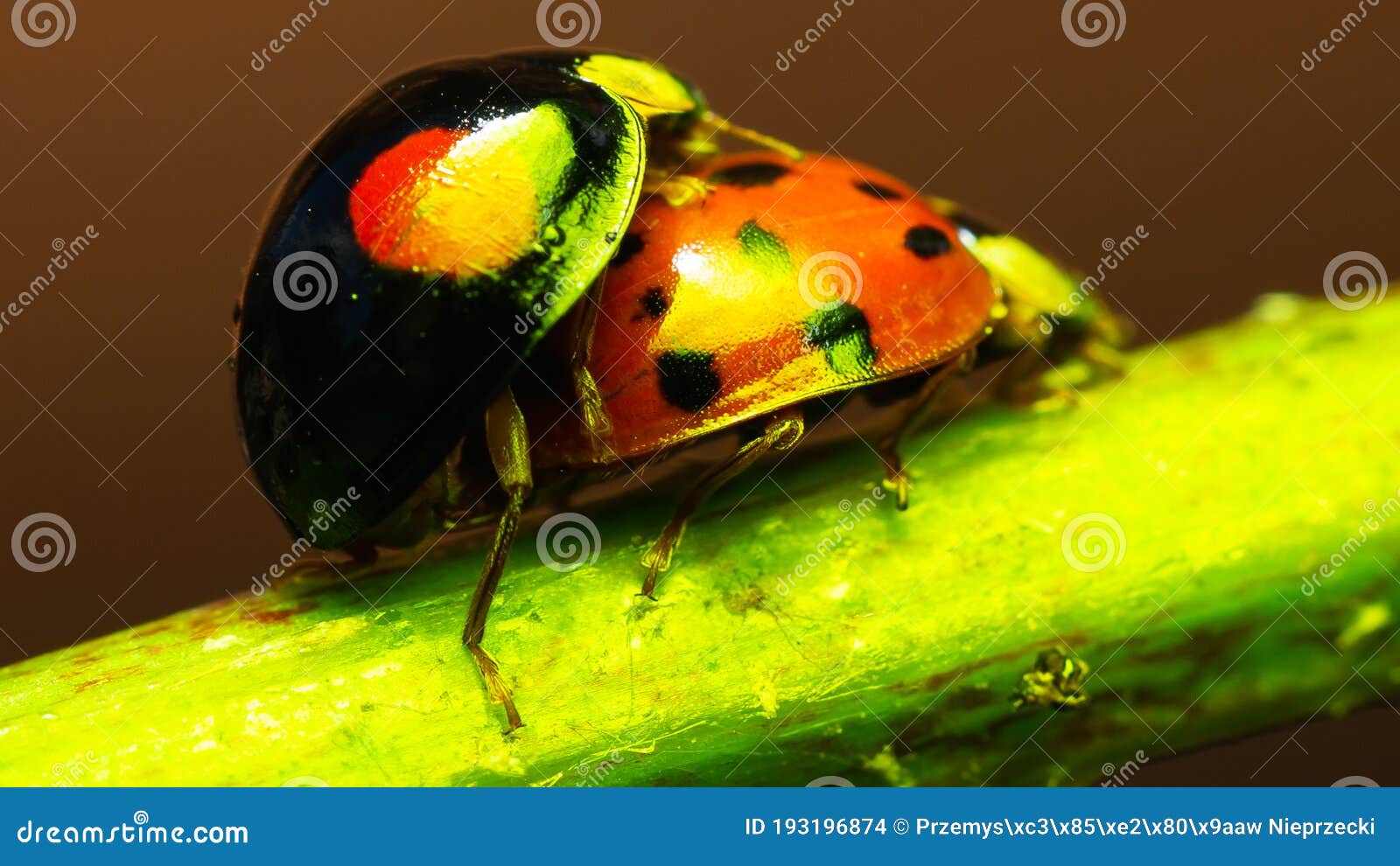 Pair of Ladybugs Copulate on the Stem Stock Photo - Image of nature ...