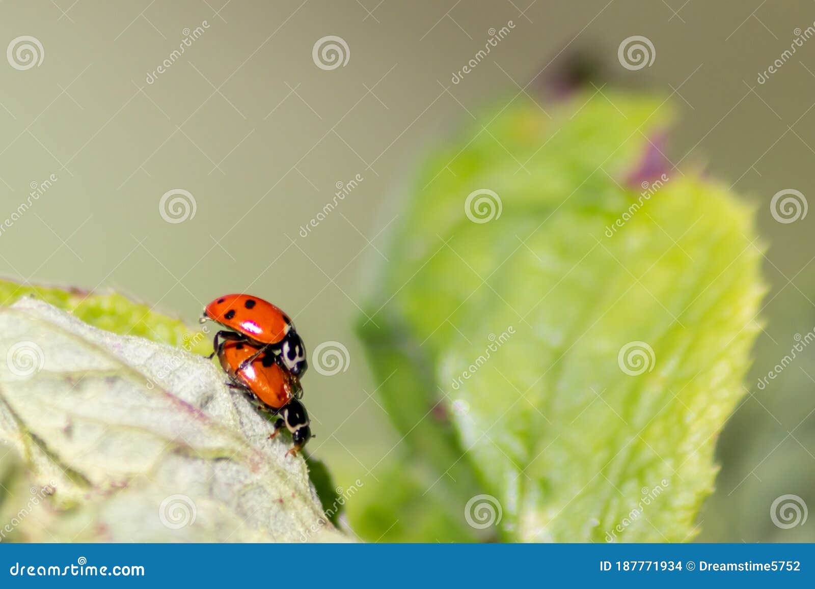 A Couple Of Ladybugs Mating On Green Leaf Royalty Free Stock