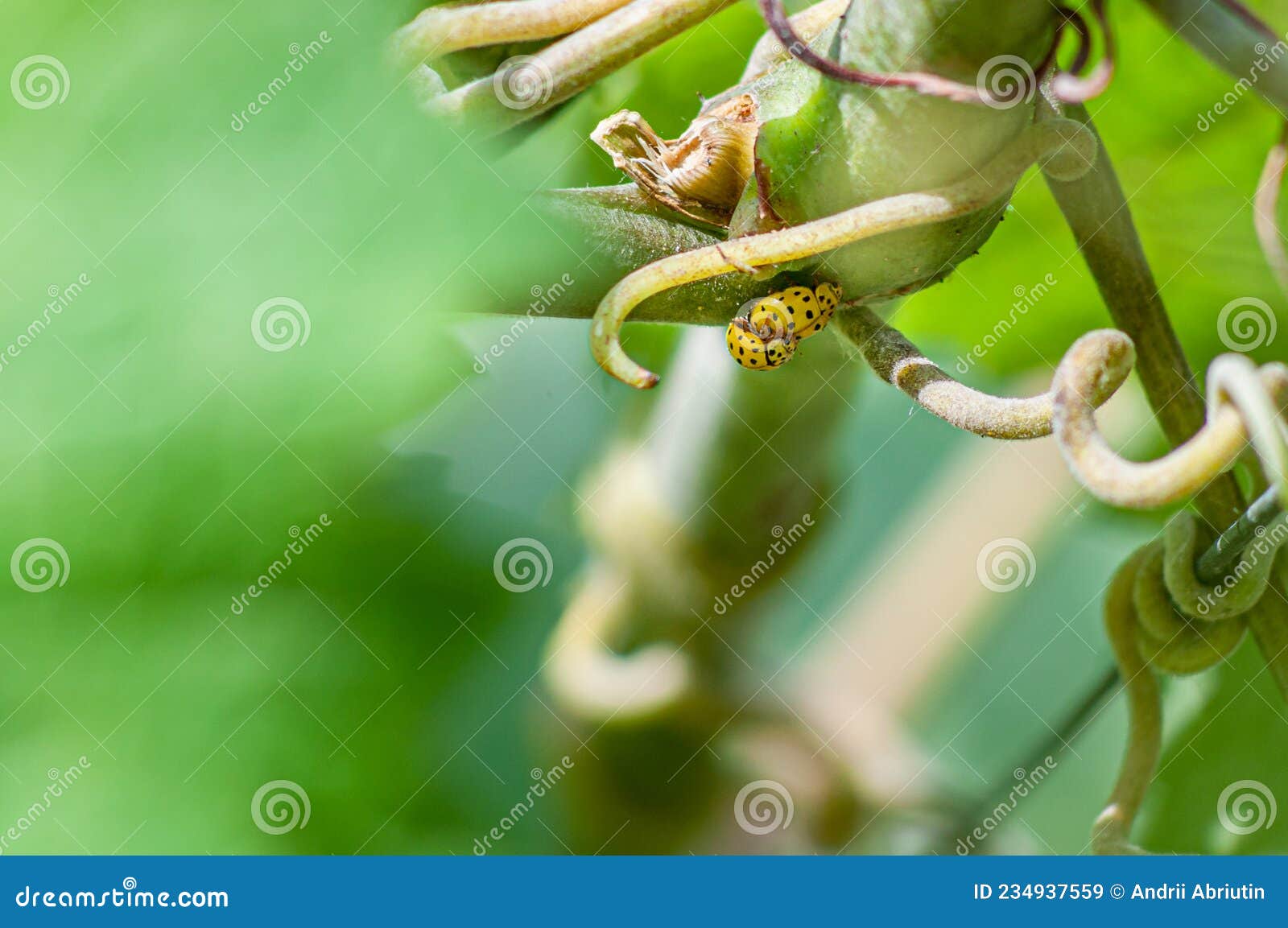 A Pair of Ladybugs Mate on a Vine among the Leaves Stock Image - Image ...