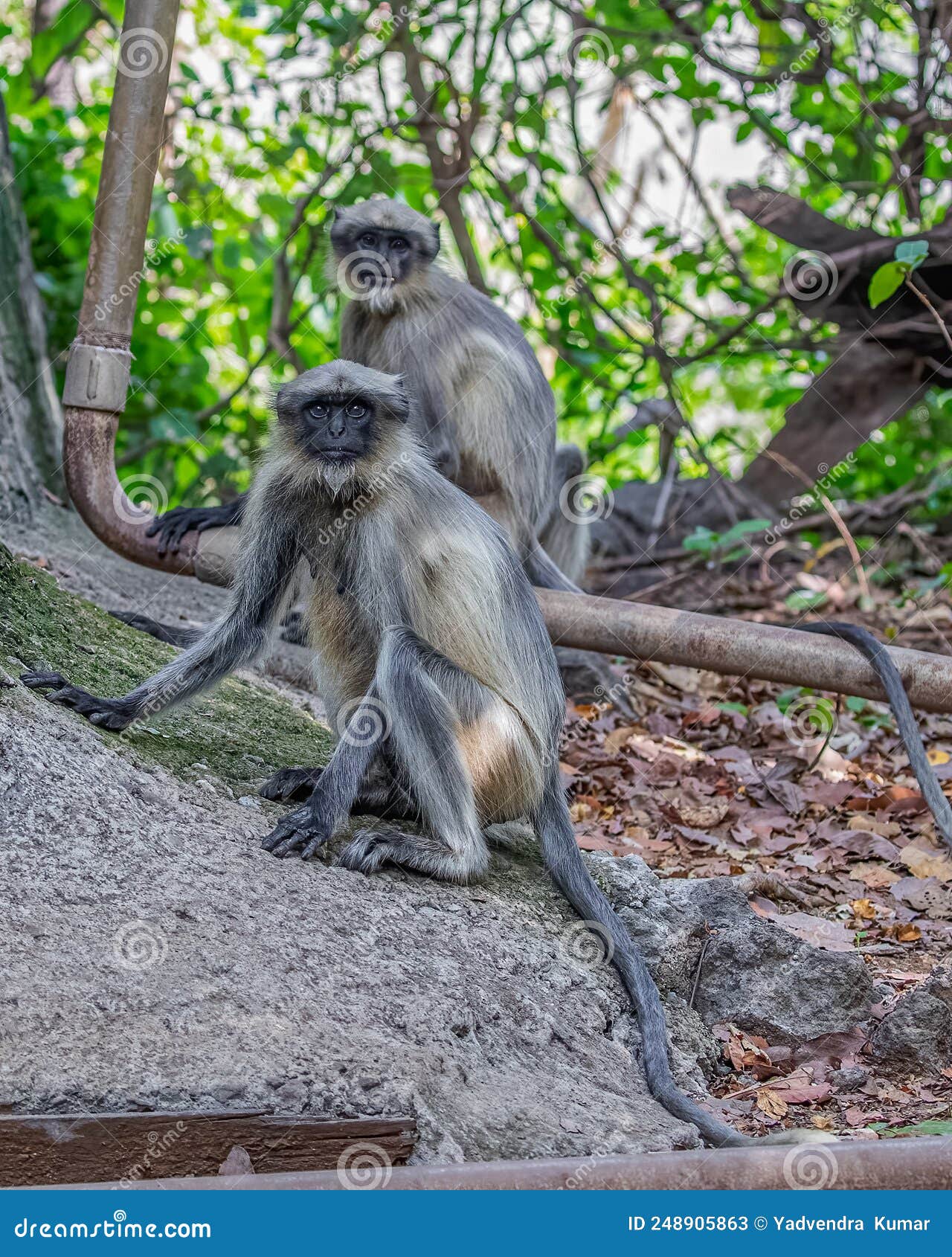 A Pair of Langoor in Jungle Stock Image - Image of portrait, baby ...