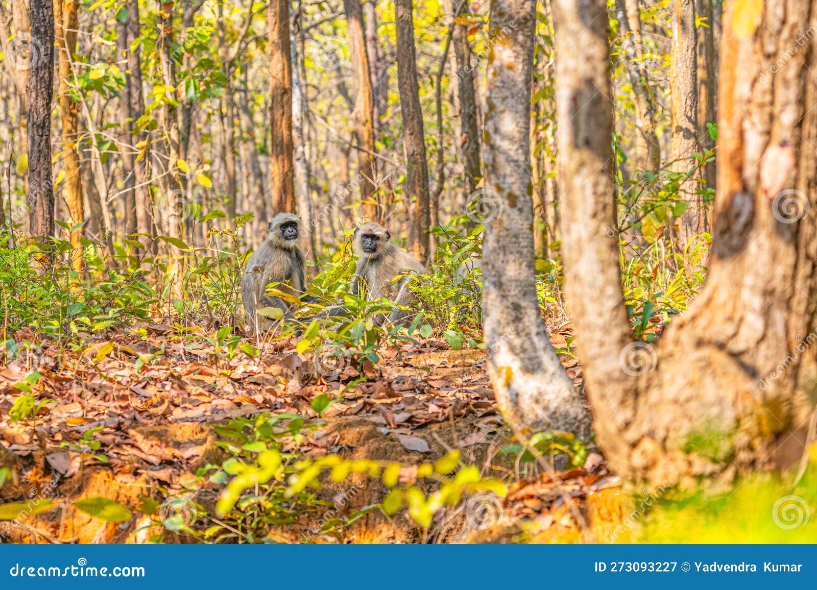 A Pair of langoor stock image. Image of langur, group - 273093227