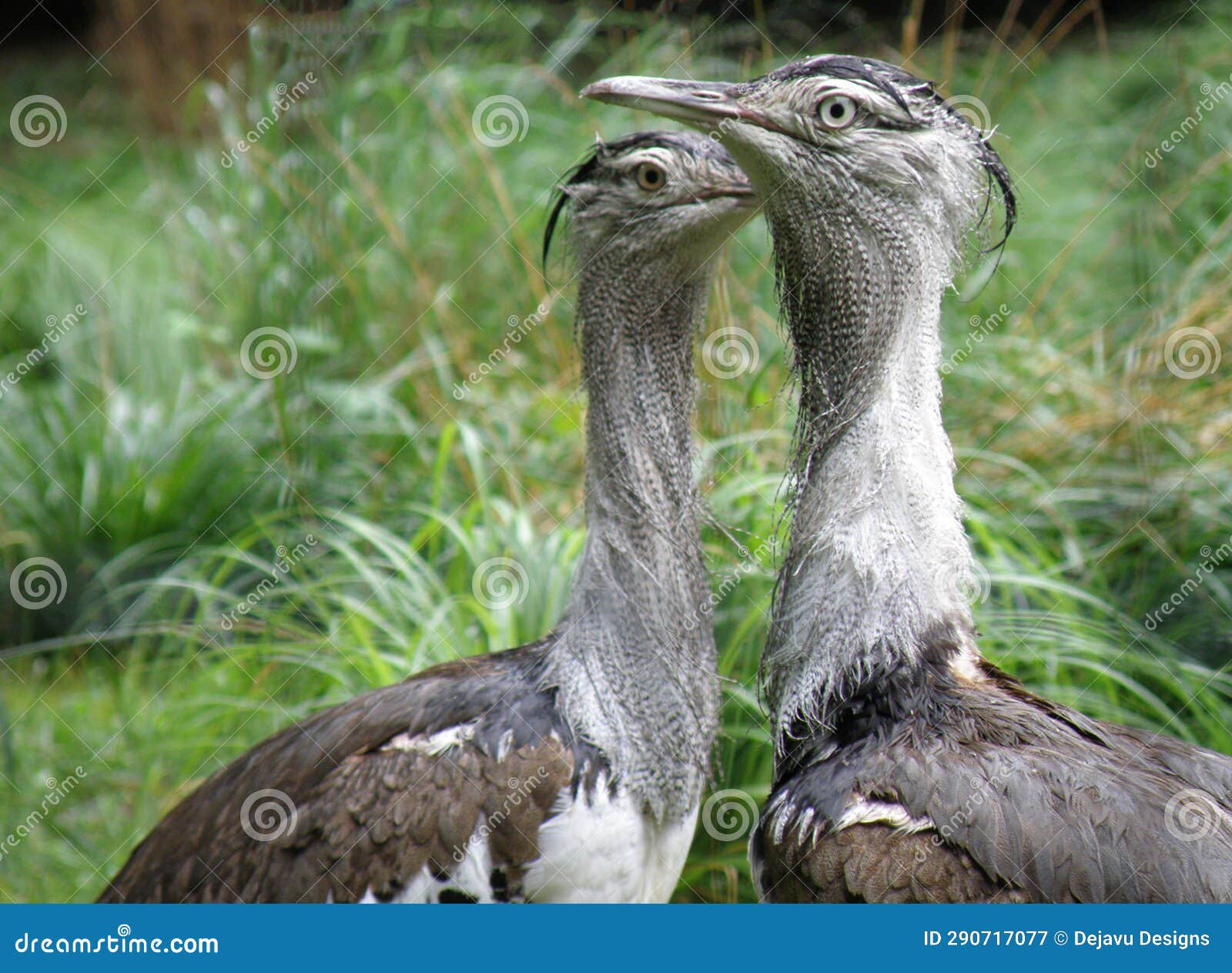 Rhea Birds Royalty-Free Stock Photo | CartoonDealer.com #15669507