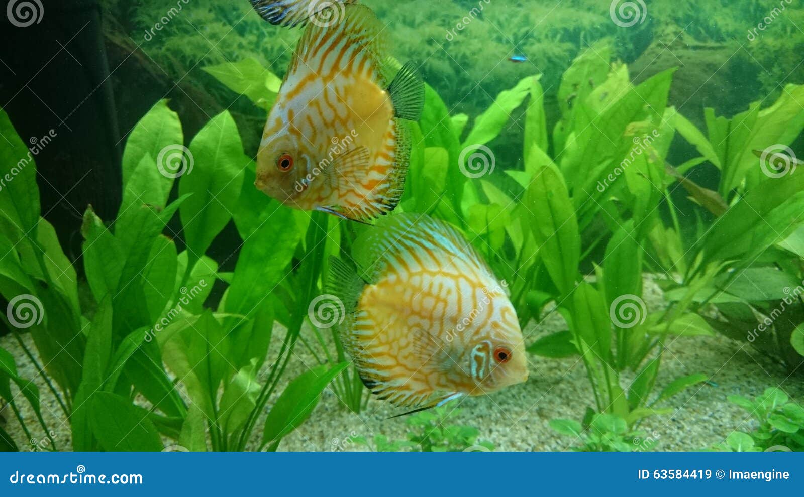 Pair of Leopard Discus Fish Stock Image - Image of exotic, species ...