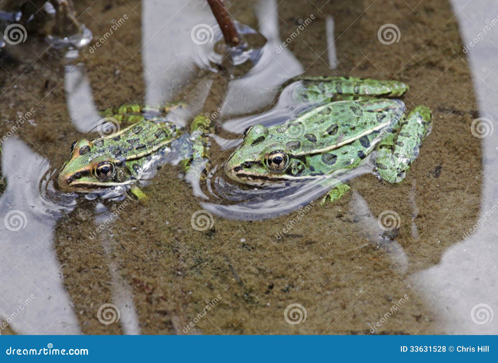 Pair of Leopard Frogs stock photo. Image of spot, muskoka - 33631528