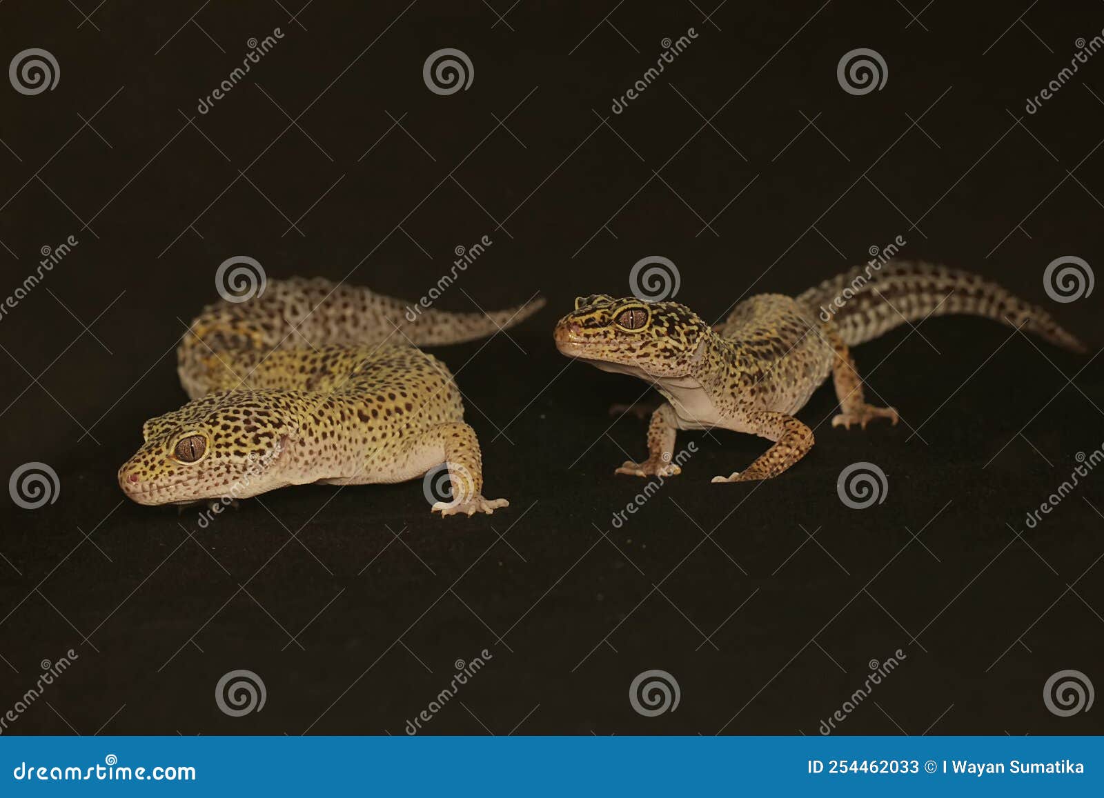 A Pair of Leopard Geckos are Getting Ready To Mate. Stock Image - Image ...