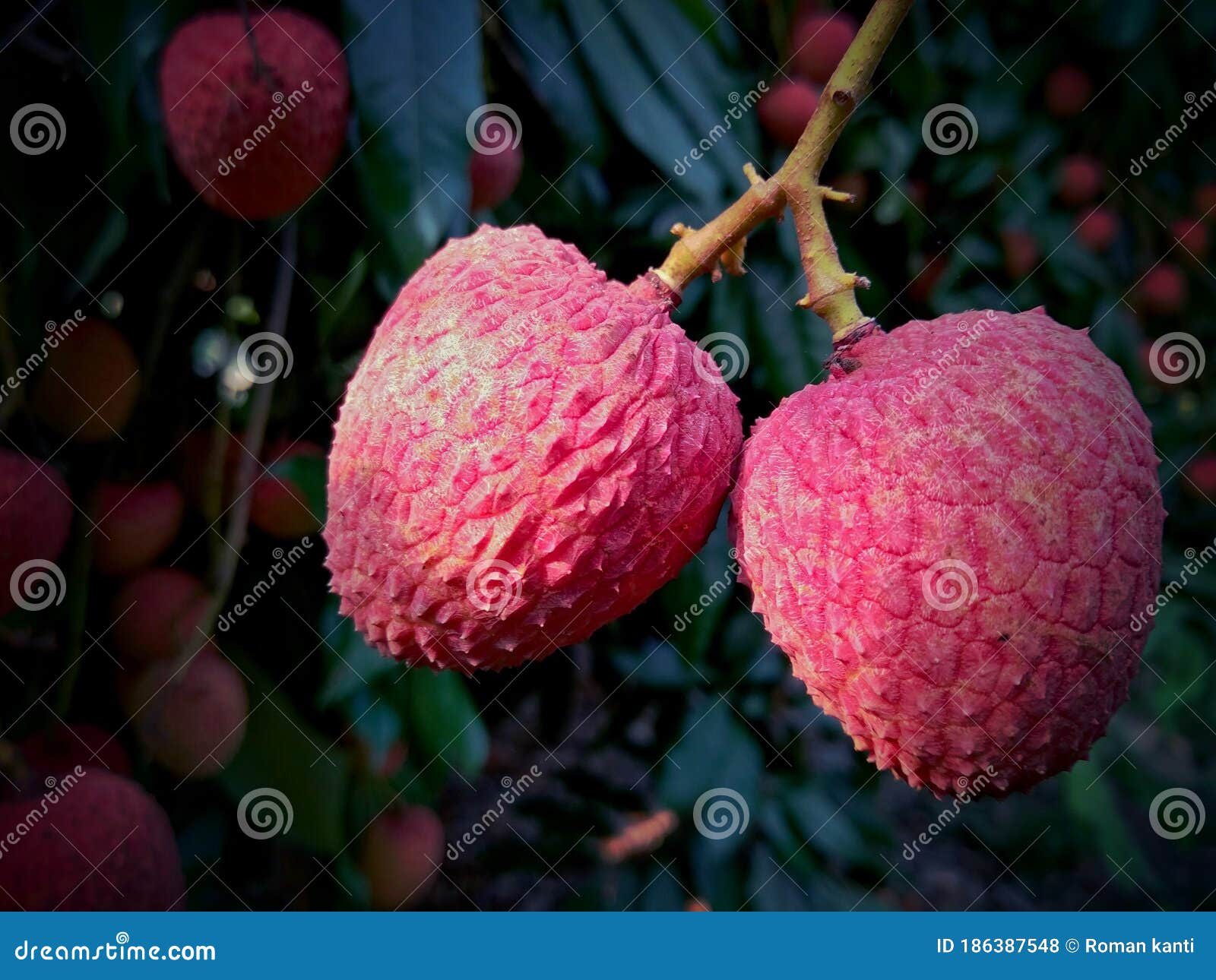A pair of lichi stock photo. Image of fruits, pair, green - 186387548