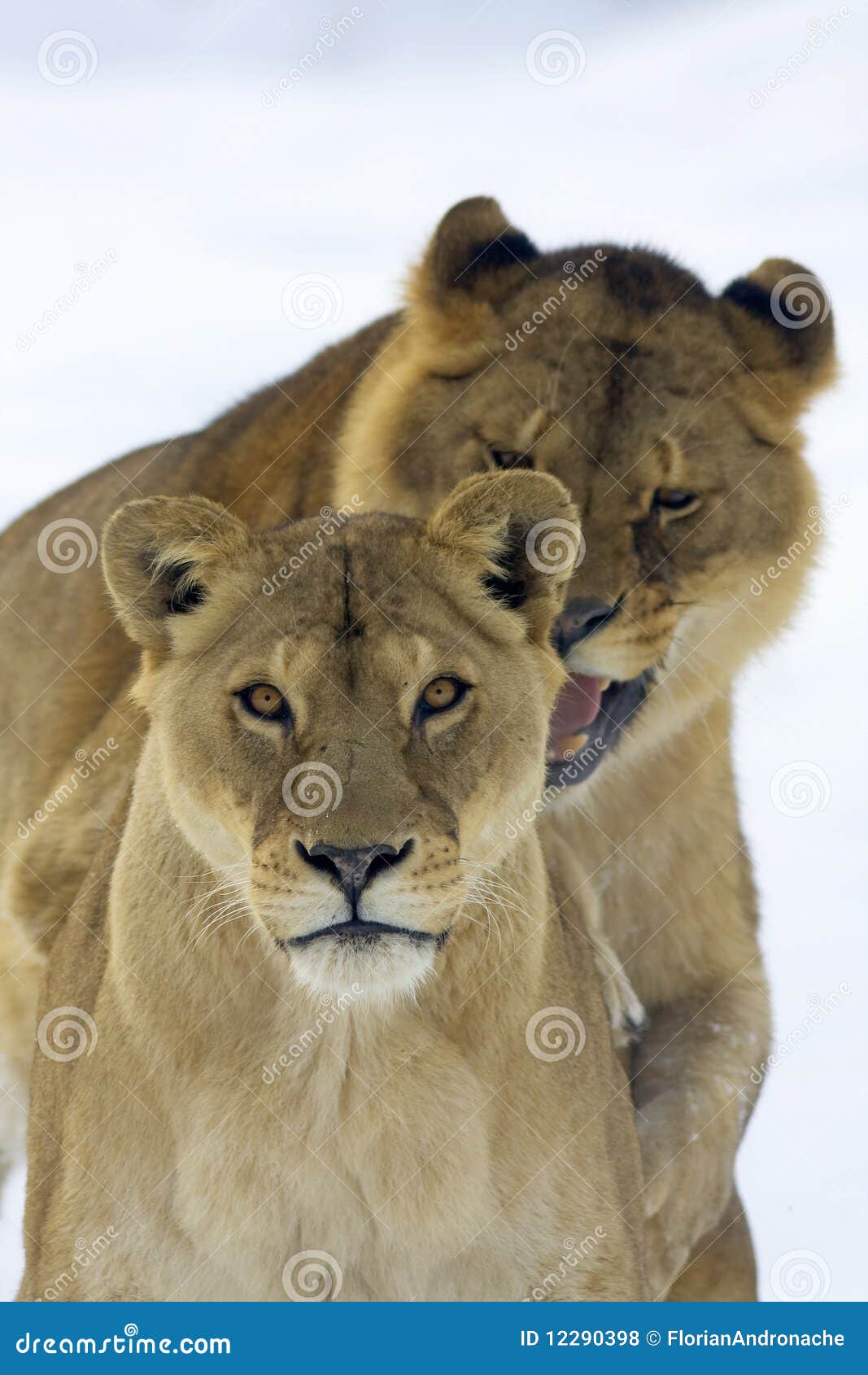 A Pair of Lion in Winter Scene Stock Photo - Image of wildlife, lion ...
