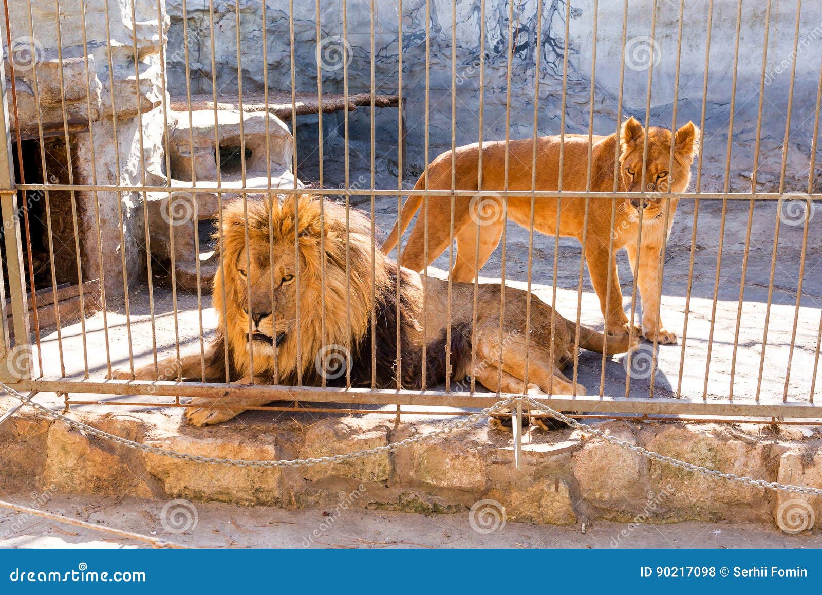 A Pair of Lions in Captivity in a Zoo Behind Bars. Power and Aggression ...