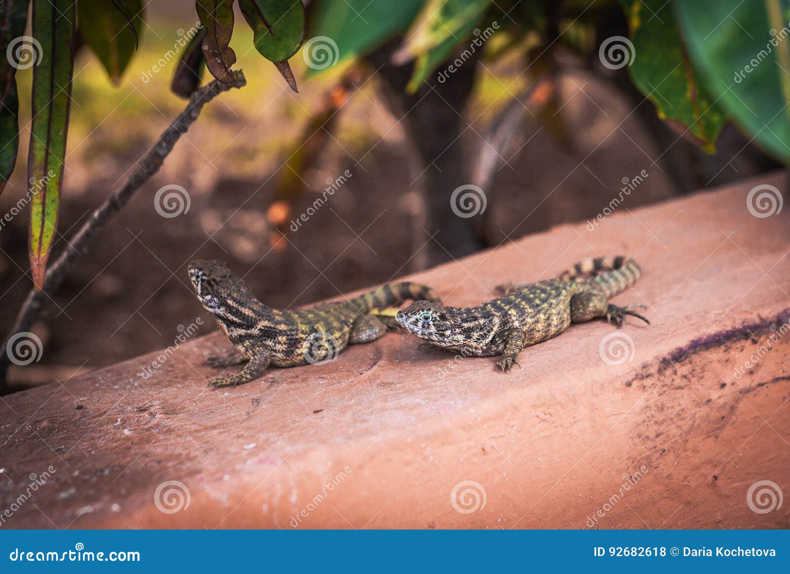 Pair of lizards stock photo. Image of lizards, macro - 92682618