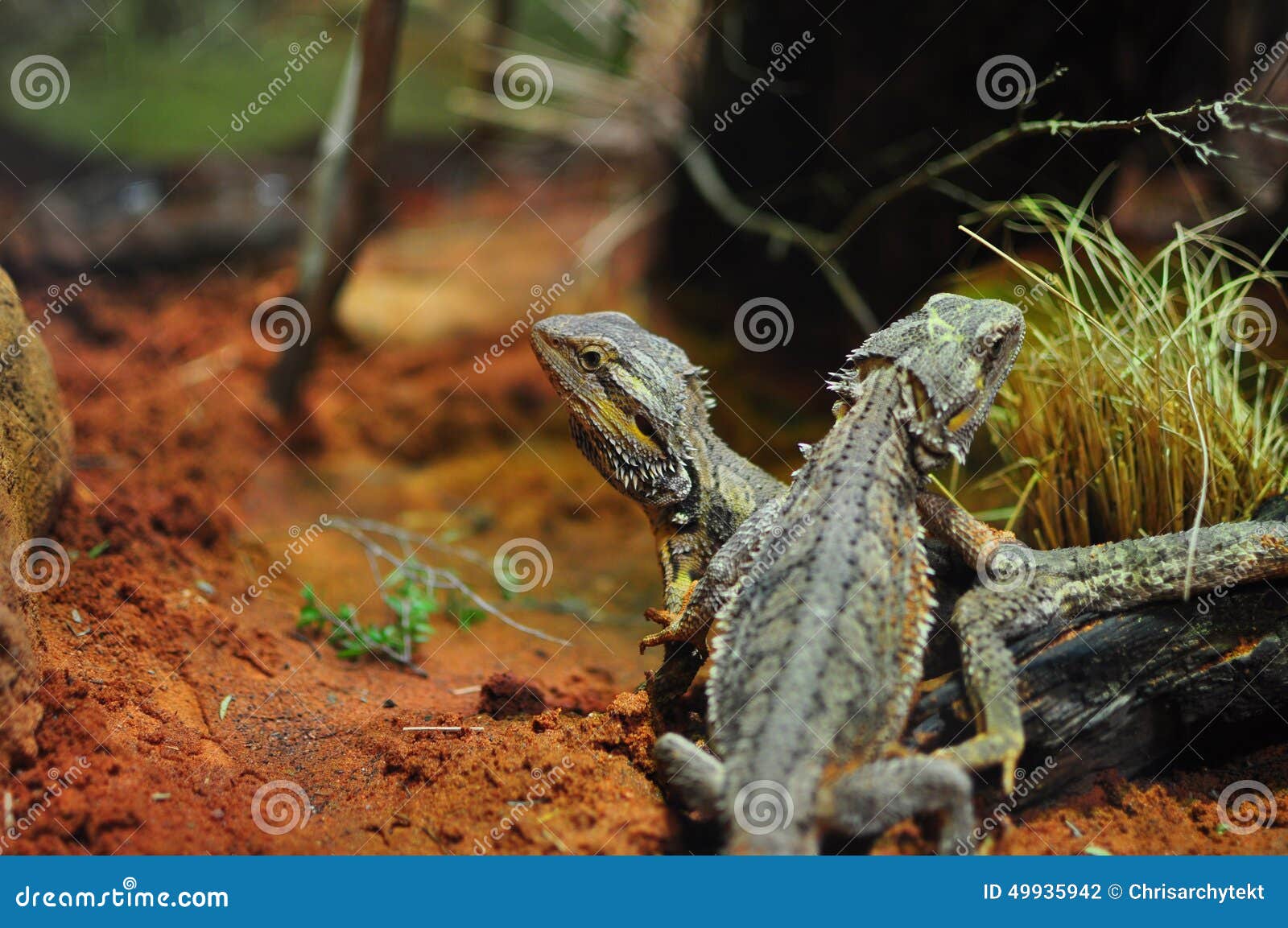 Pair of Lizards stock photo. Image of crawling, nature - 49935942