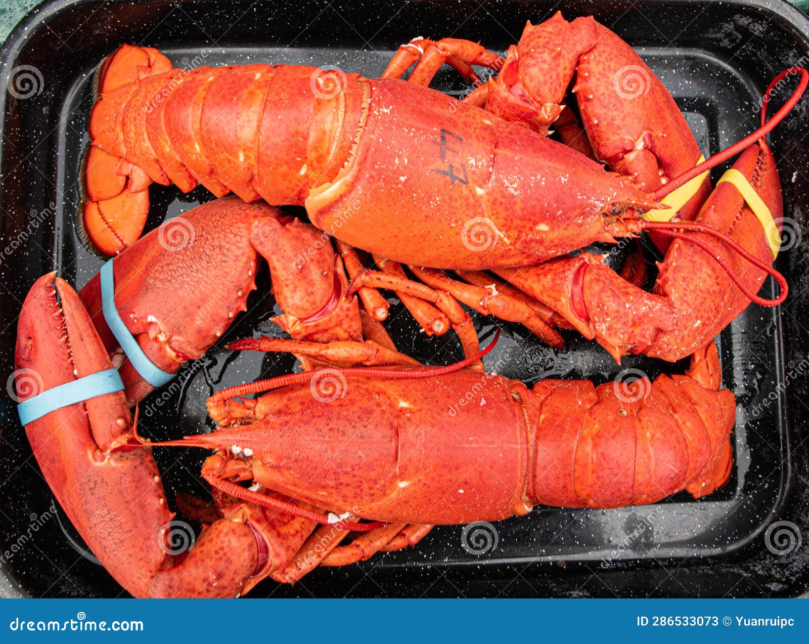 A pair of lobster stock image. Image of cuisine, insect - 286533073