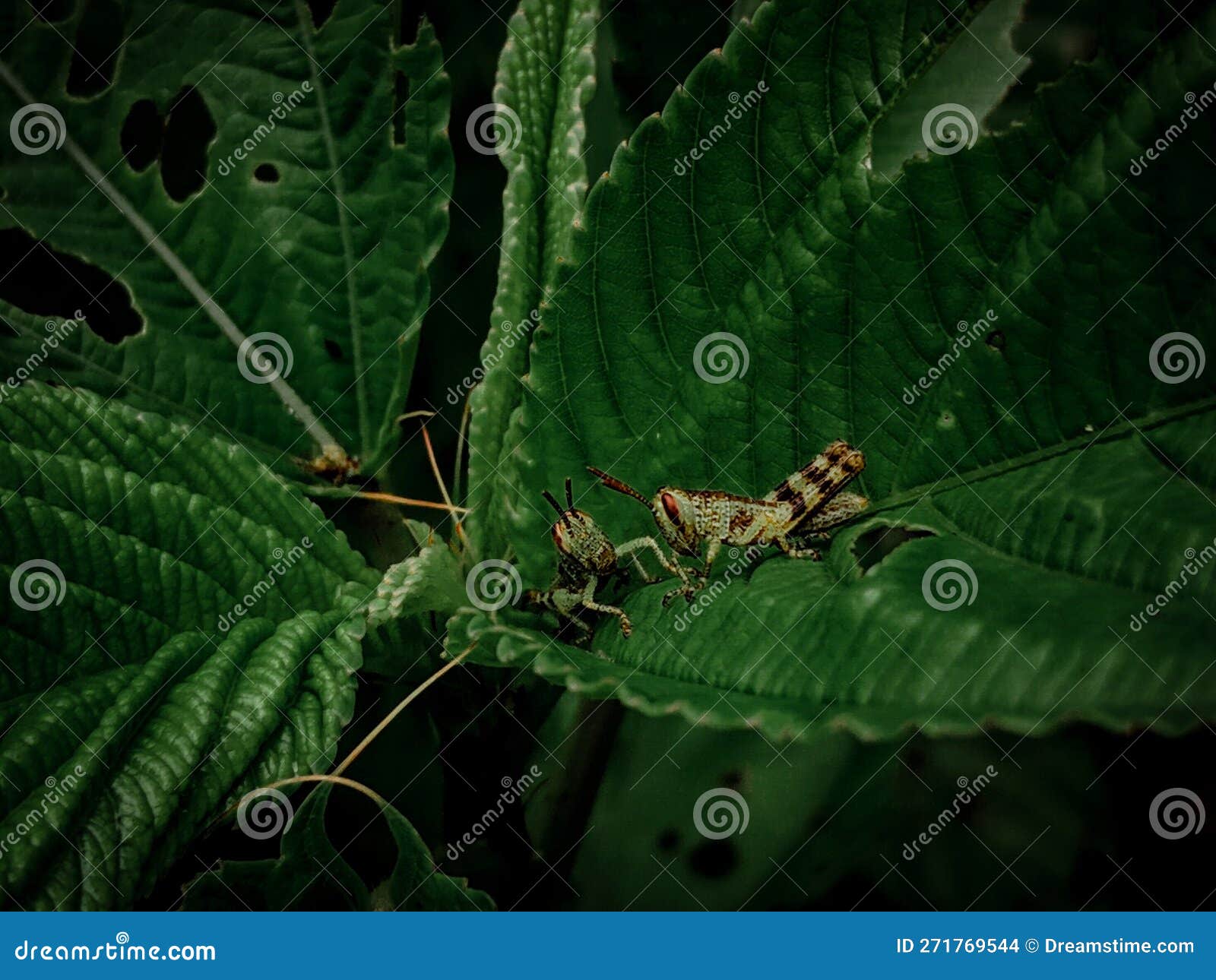 A Pair of Locusts on a Branch Stock Photo - Image of animal ...