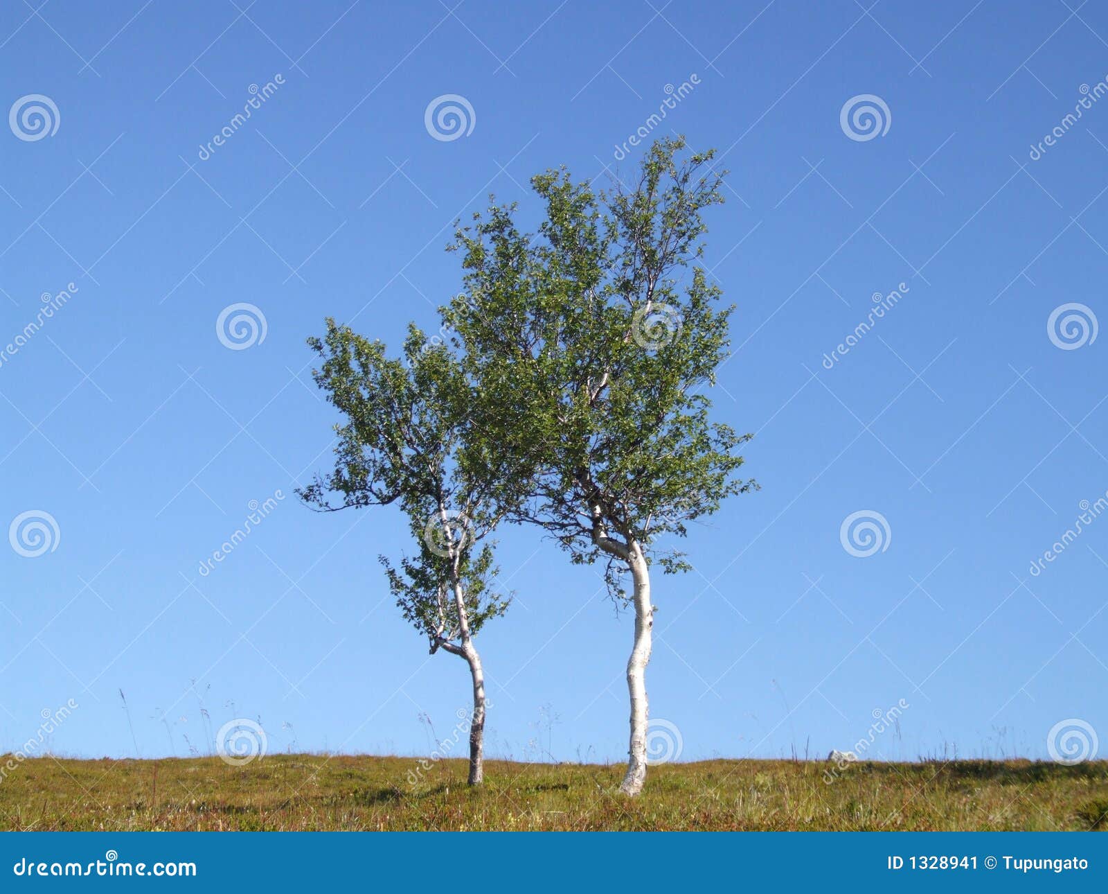 A Pair of Lonely Birch Trees Stock Image - Image of natural, pair: 1328941