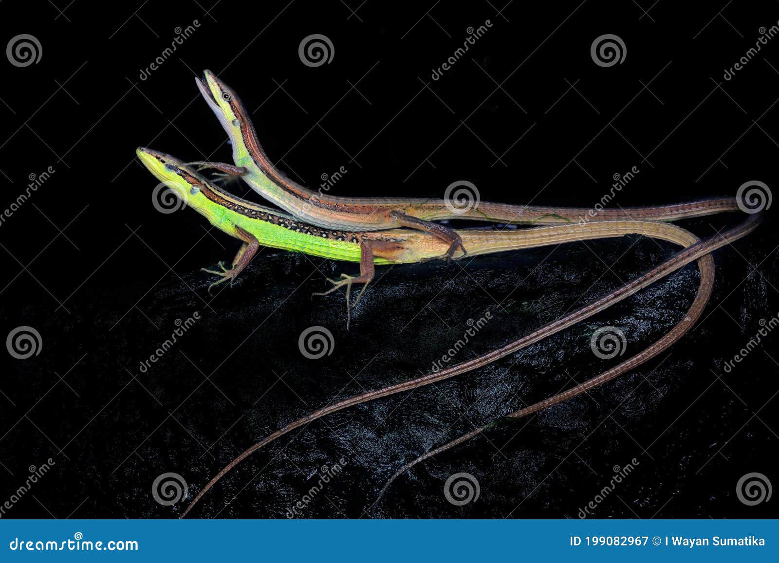 A Pair of Long-tailed Grass Lizards are Sunbathing. Stock Image - Image ...