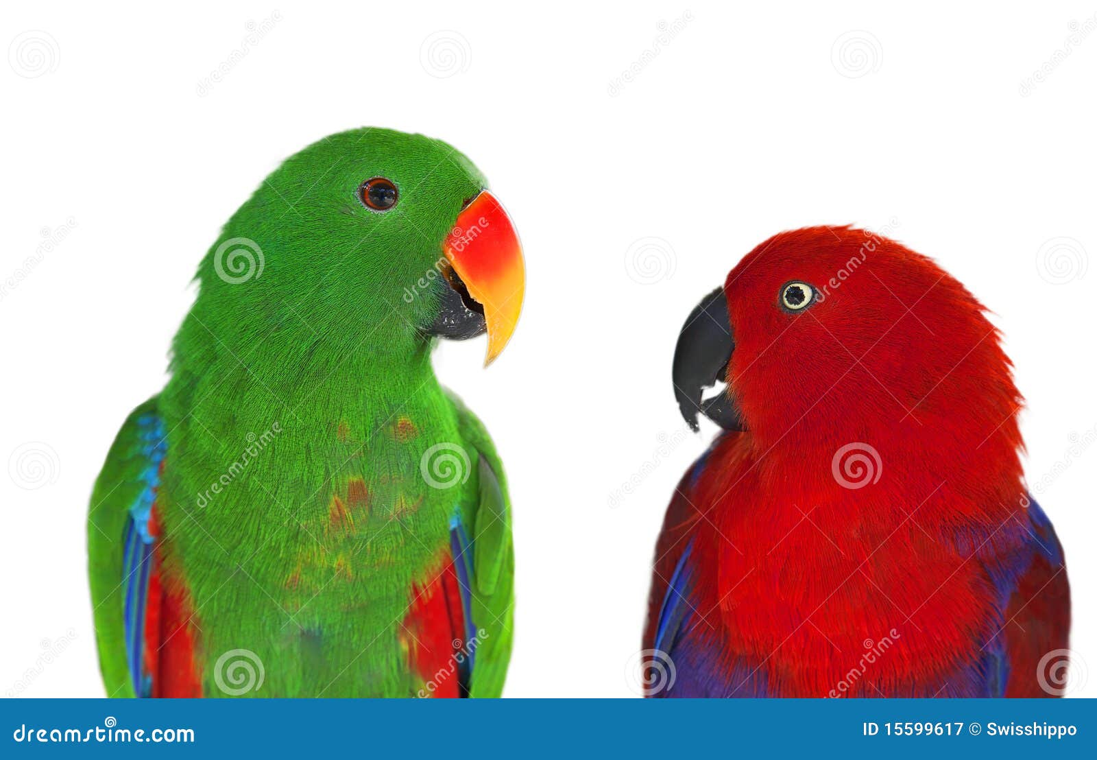 Pair of lori parrots stock image. Image of beak, colored - 15599617